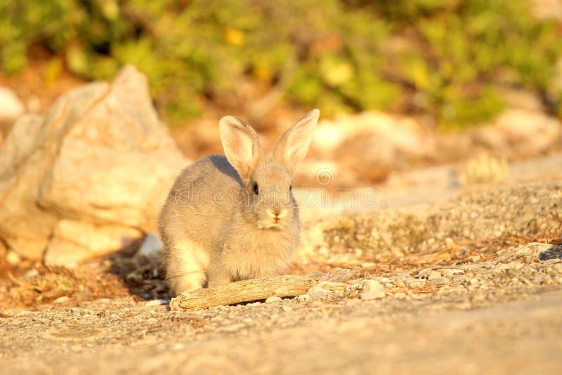 Rabbit stock photo. Image of migration, animal, stones - 98500902