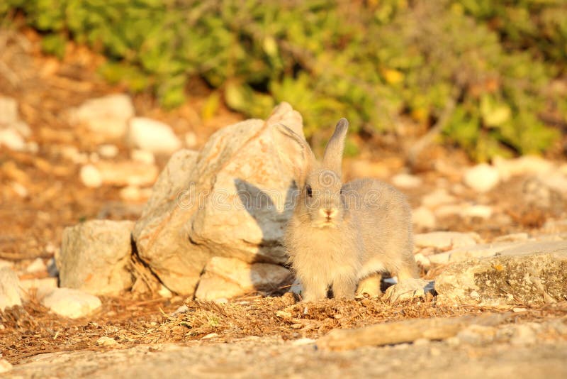 Rabbit stock image. Image of cuniculus, stones, migration - 98501163