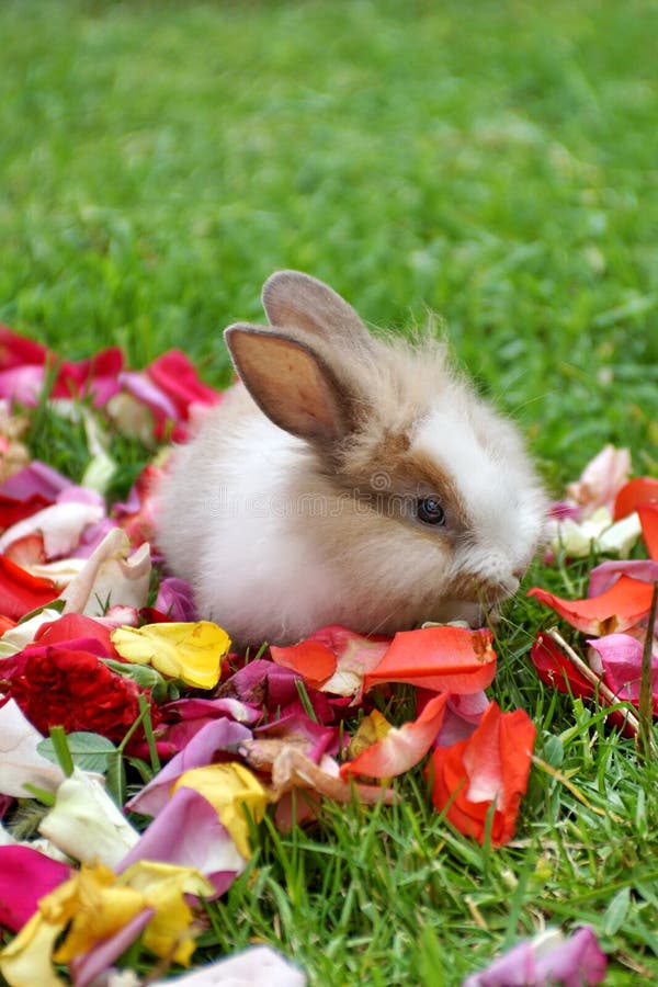 Rabbit in rose petals stock photo. Image of baby, young - 139234314