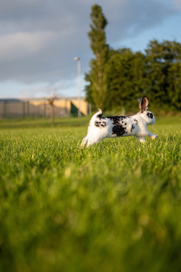Rabbit Running Across Field Stock Photo - Image of meadow, nature ...