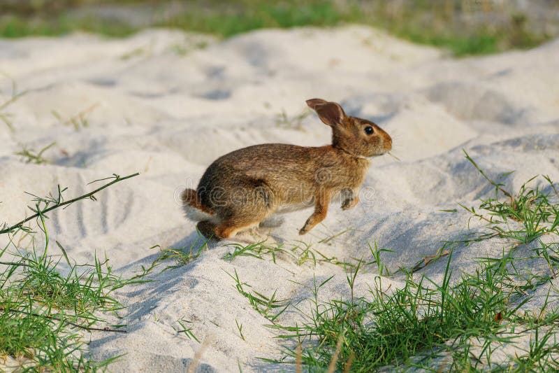 Rabbit Running through the Sand at Assateague Stock Image - Image of ...