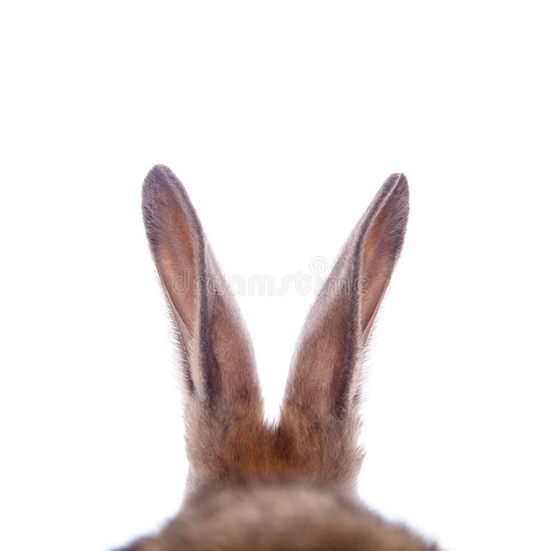 Rabbit's ears stock image. Image of design, brown, wildlife - 49000977