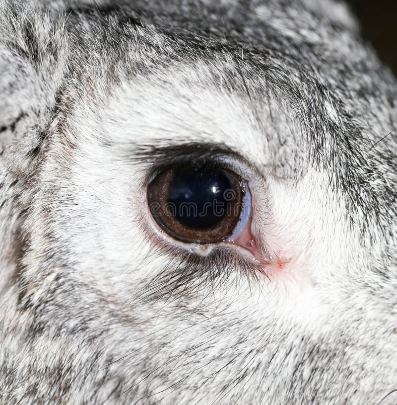 A Rabbit`s Eye on the Farm. Macro Stock Image - Image of adorable, grey ...