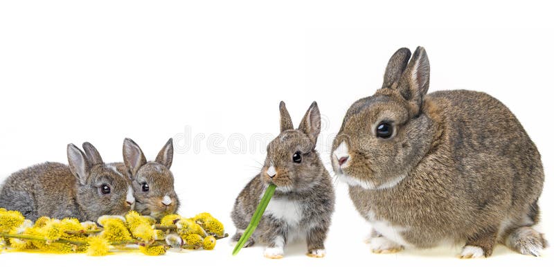 Rabbit's Familly Stock Photos - Free & Royalty-Free Stock Photos from ...