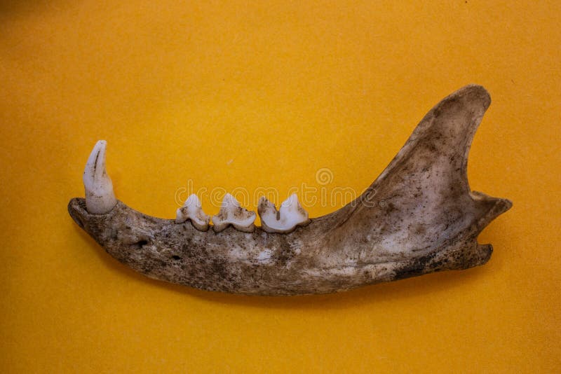 Rabbit`s lower jaw stock photo. Image of pine, teeth - 191659960