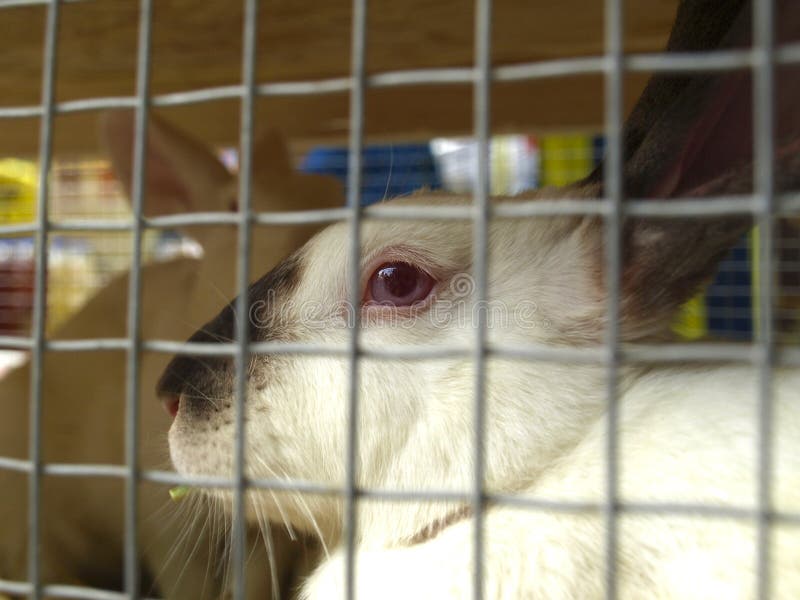Rabbit stock image. Image of livestock, face, abuse, farming - 94109565