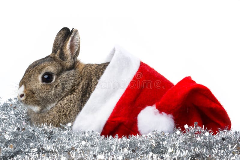 Rabbit with santa cap stock photo. Image of isolation - 35704296