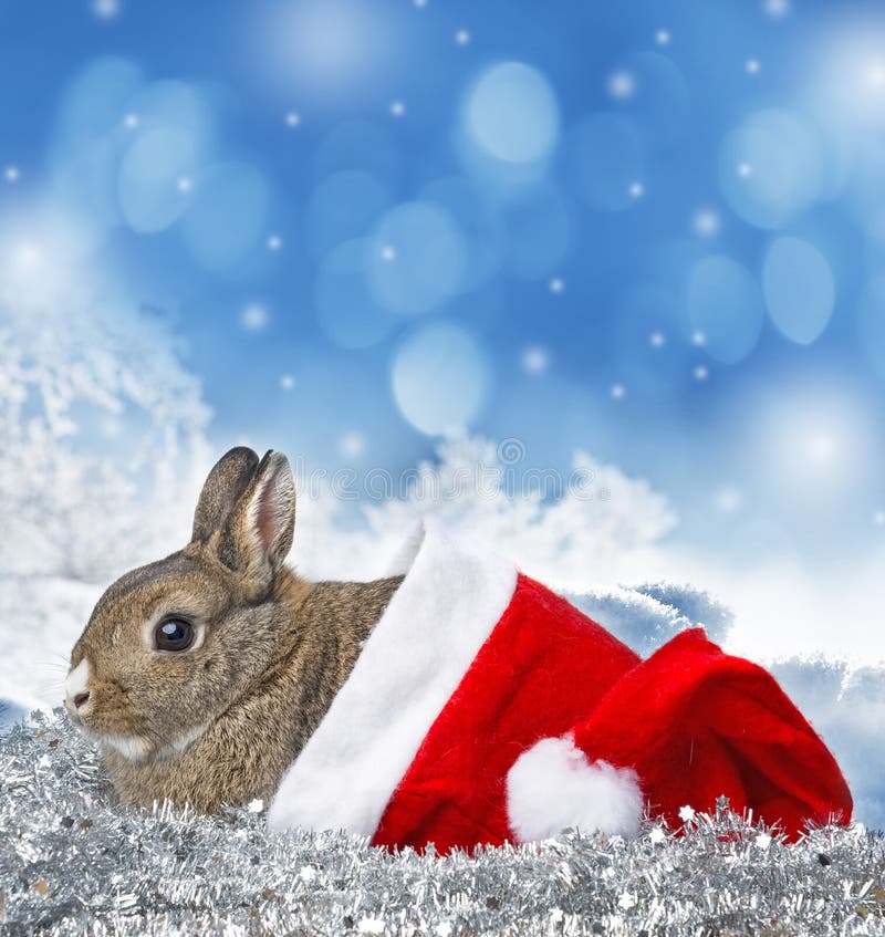Rabbit with santa cap stock photo. Image of animal, easter - 45753360