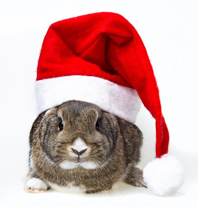 Rabbit with santa cap stock image. Image of ears, santa - 35704075