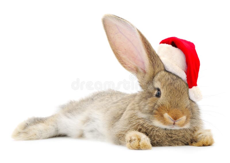 Rabbit in Santa Claus Christmas Hat Stock Photo - Image of holiday ...