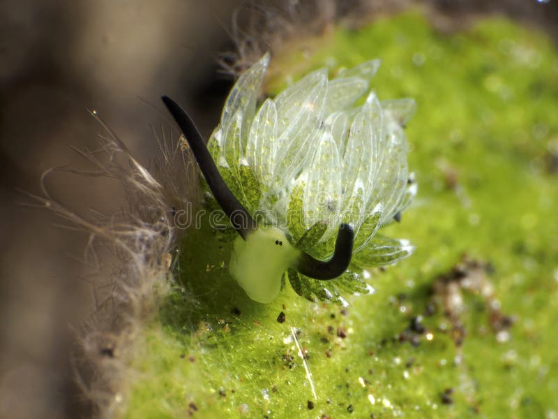 Rabbit sapsucking slug stock image. Image of nudibranch - 73455287
