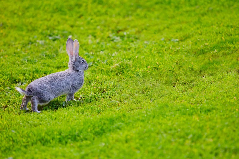 Rabbit Saw the Danger and Prepared To Run Stock Image - Image of ...