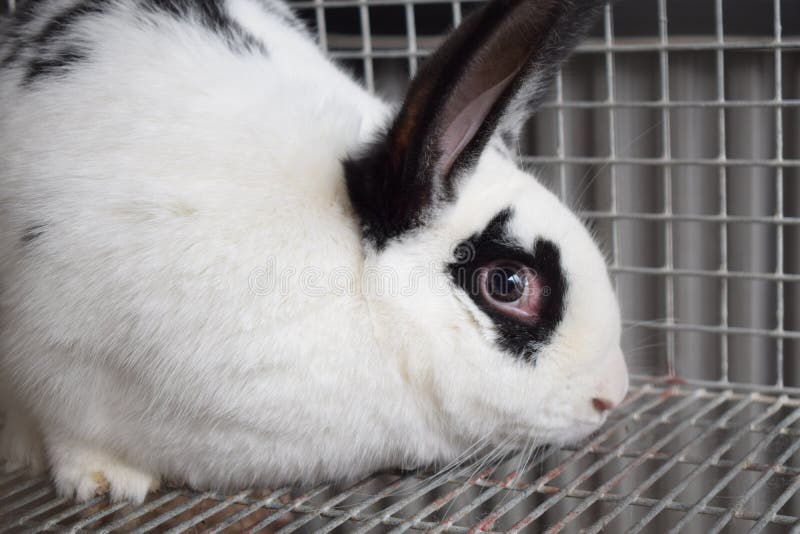 420 Scary Rabbit Stock Photos - Free & Royalty-Free Stock Photos from ...