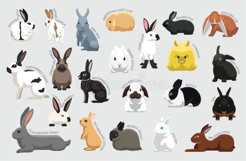 Mini Rex Rabbit Stock Illustrations – 48 Mini Rex Rabbit Stock ...
