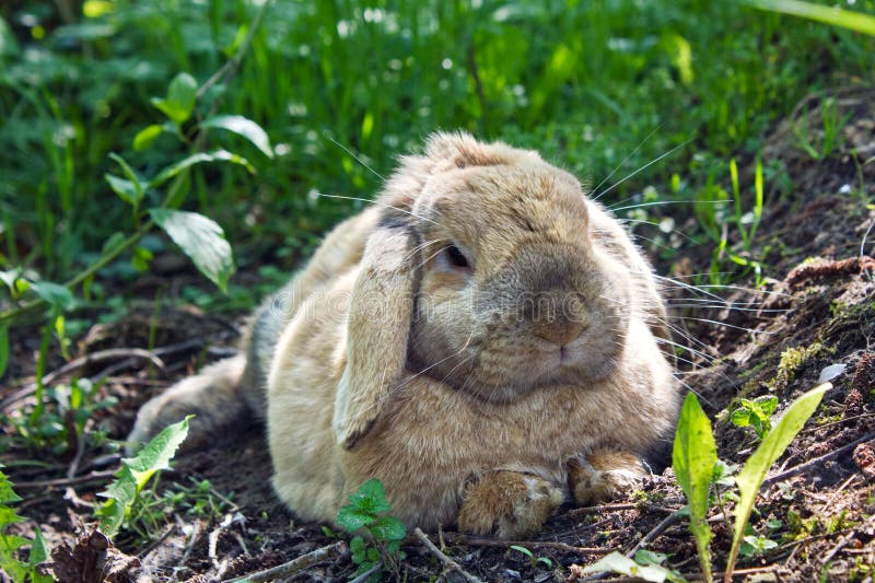 Rabbit stock photo. Image of bunny, twig, rest, brown - 40205480