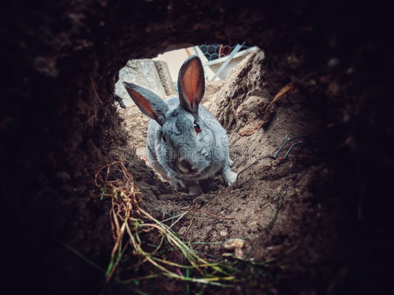 Rabbit in a Shallow Burrow in the Ground Stock Photo - Image of ...