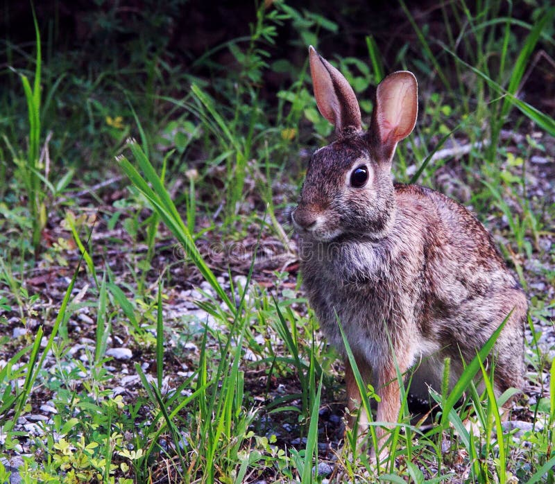 Rabbit stock image. Image of rabbit, brown, july, tennessee - 74509583