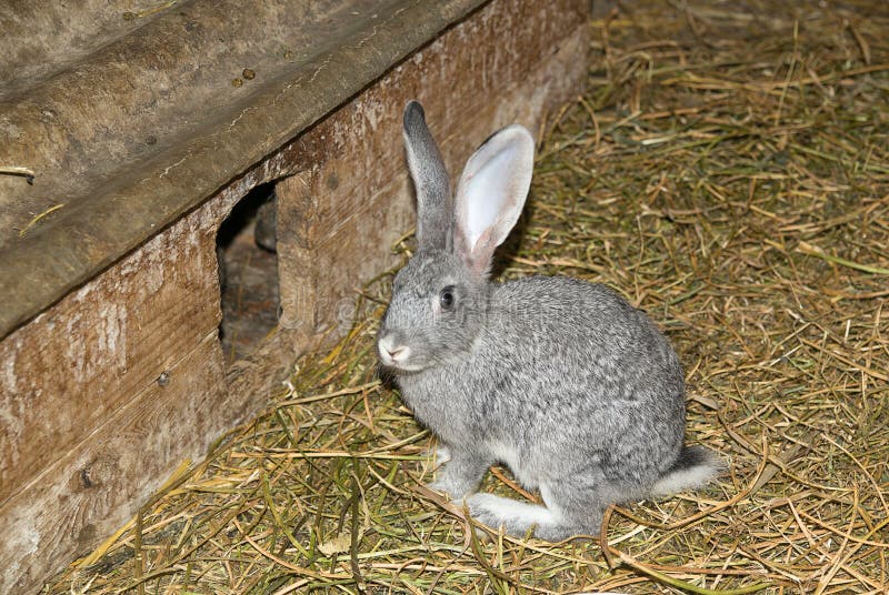 The Rabbit is in the Shed on the Farm Stock Image - Image of hare, barn ...