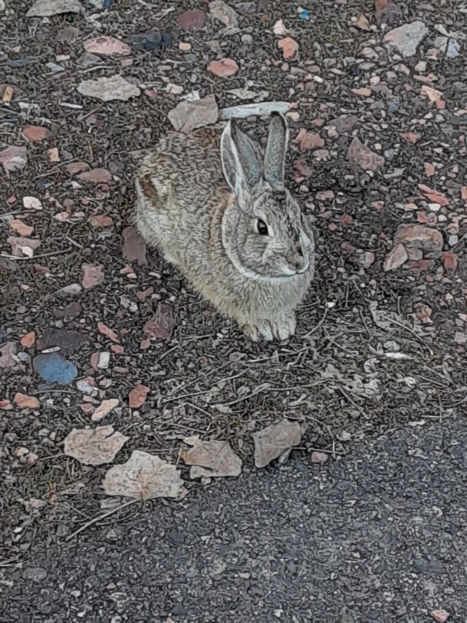 Rabbit in Sheridan stock image. Image of wyoming, rock - 175414601