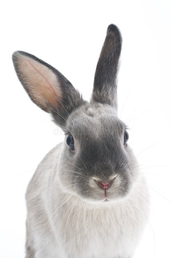 Rabbit, stock photo. Image of white, bunny, hairy, large - 32864108