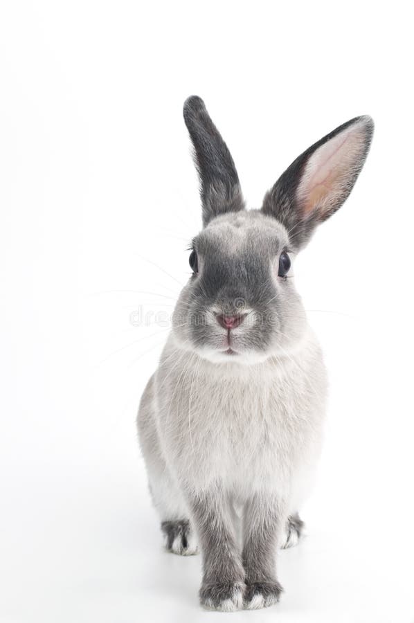Rabbit, stock image. Image of small, shooting, easter - 32864139
