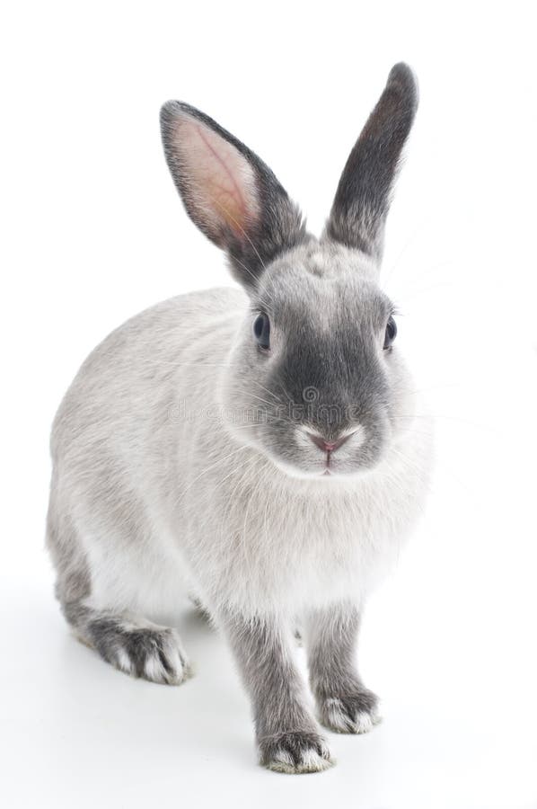 Rabbit, stock image. Image of isolated, cute, large, shooting - 32864155