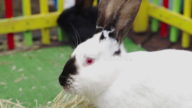Rabbit Eating Hay in Cage stock video. Video of chew - 314695549
