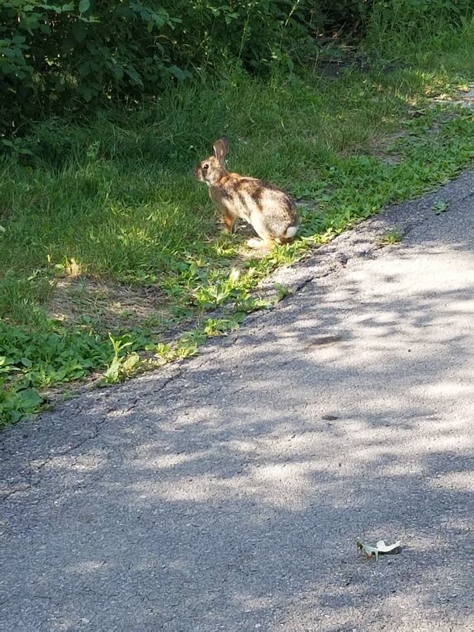 Rabbit on the Side of the Trail Stock Image - Image of animal, asphalt ...