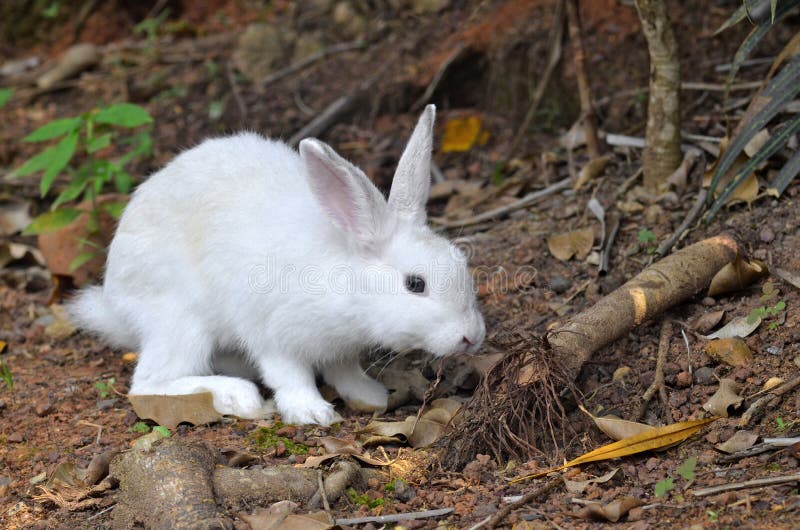 Rabbit sit at the ground stock photo. Image of park - 157707292