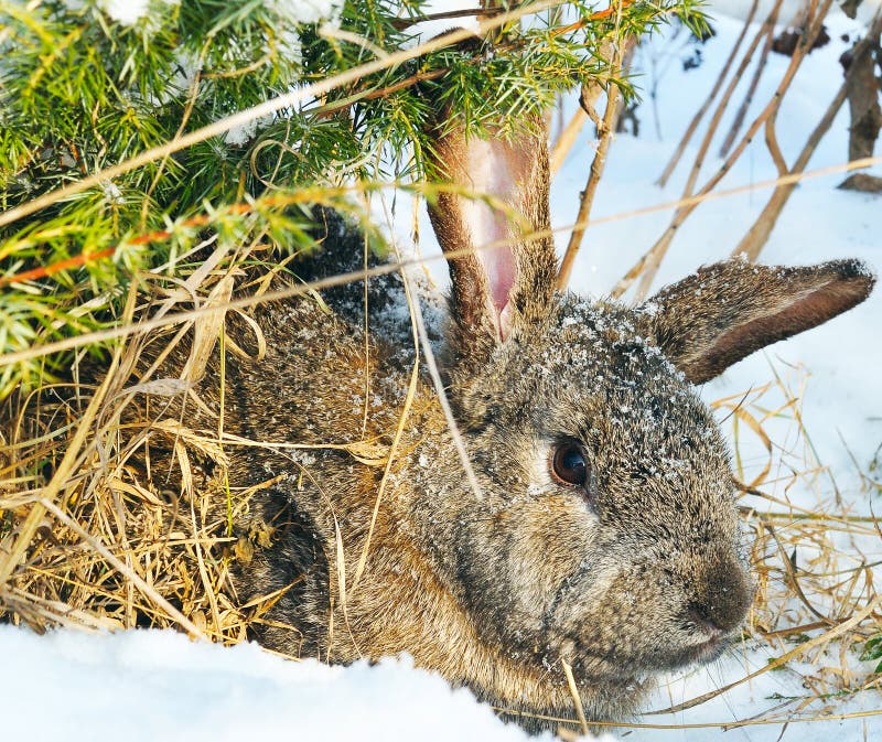Rabbit sit under bush stock image. Image of nature, furry - 17246787