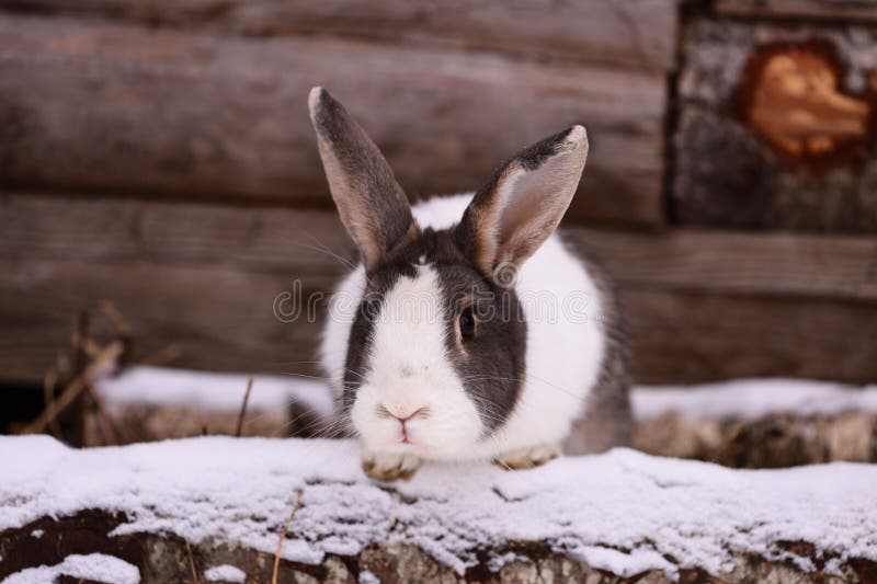 A Rabbit Sits Atop a Pile of Snow, Enjoying the Winter Scenery Stock ...