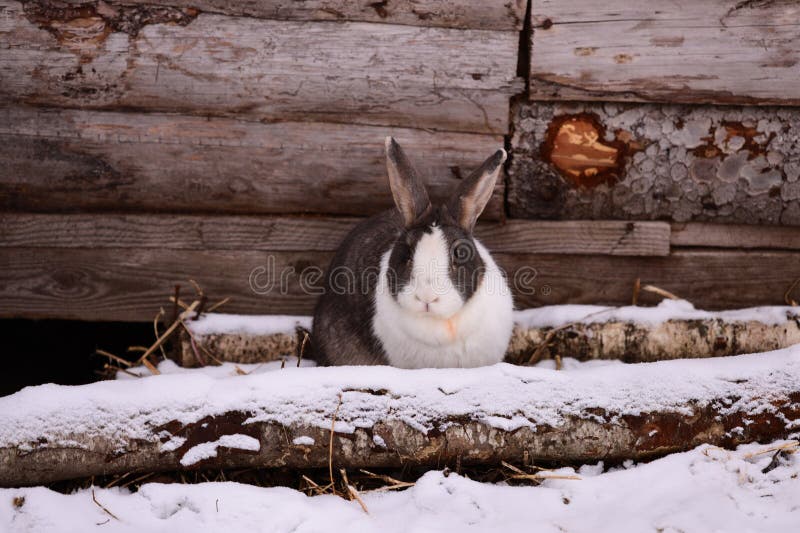 A Rabbit Sits beside a Cozy Log Cabin on a Snowy Day Stock Image ...