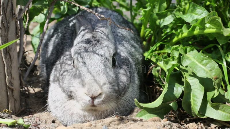 Rabbit Sits in Grass Which Flutter on Wind at Stock Footage - Video of ...