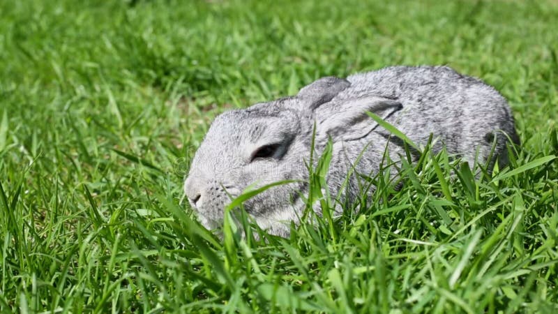 Rabbit Sits on Lawn Lit by Sunlight with Grass Stock Video - Video of ...