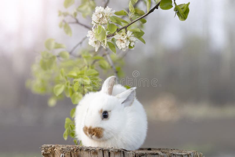 Rabbit Sits Under a Flowering Branch Stock Image - Image of vertical ...