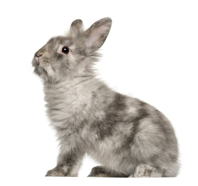 Side View of a Satin Mini Lop Rabbit Sitting, Isolated Stock Photo ...