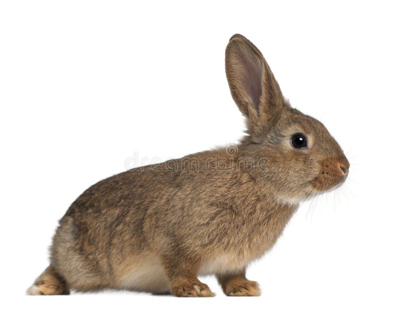 Rabbit sitting stock image. Image of white, rabbit, mammal - 27269561