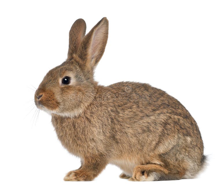 170,139 White Rabbit Stock Photos - Free & Royalty-Free Stock Photos ...