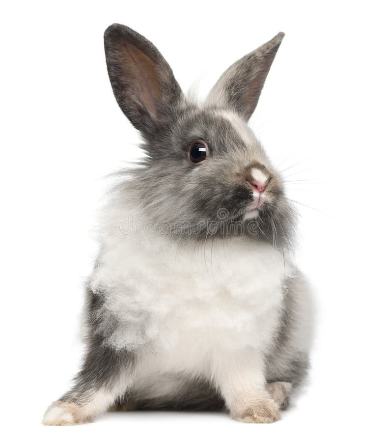 Rabbit sitting stock photo. Image of alone, mammal, background - 27269610