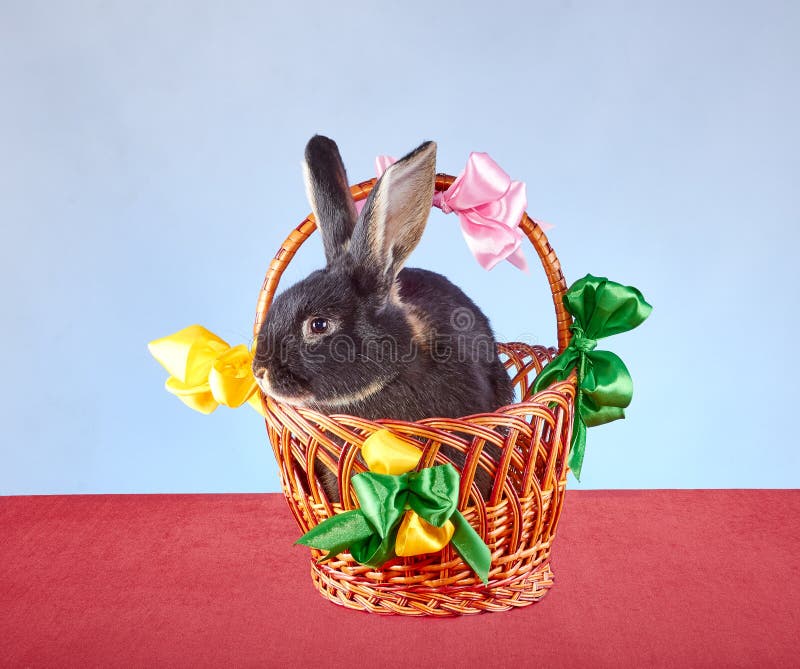 Rabbit Sitting in a Basket Decorated with Colored Ribbons Stock Image ...