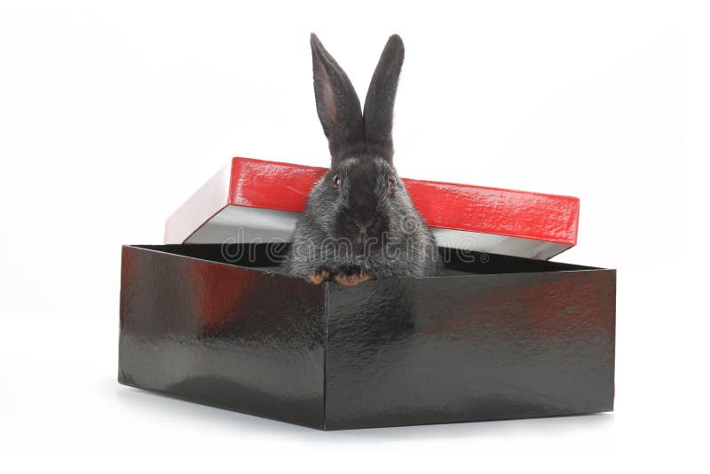 Rabbit stock image. Image of text, space, easter, rabbit - 58162969