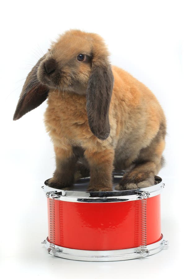 Rabbit White Fluffy Plays Drum Stock Photos - Free & Royalty-Free Stock ...