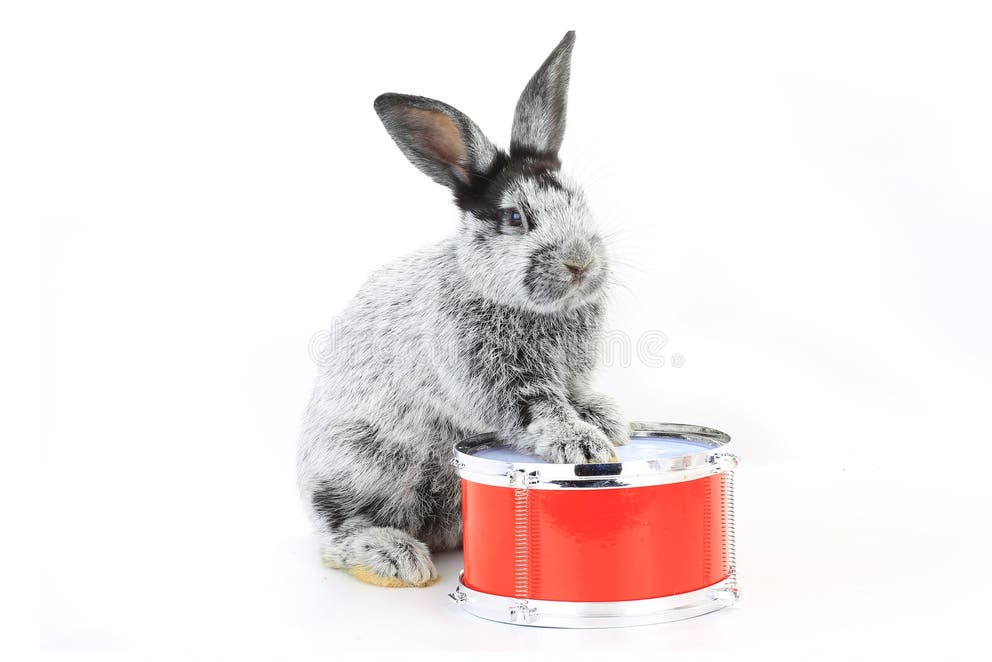 Rabbit sitting stock image. Image of farm, coward, isolated - 57216181
