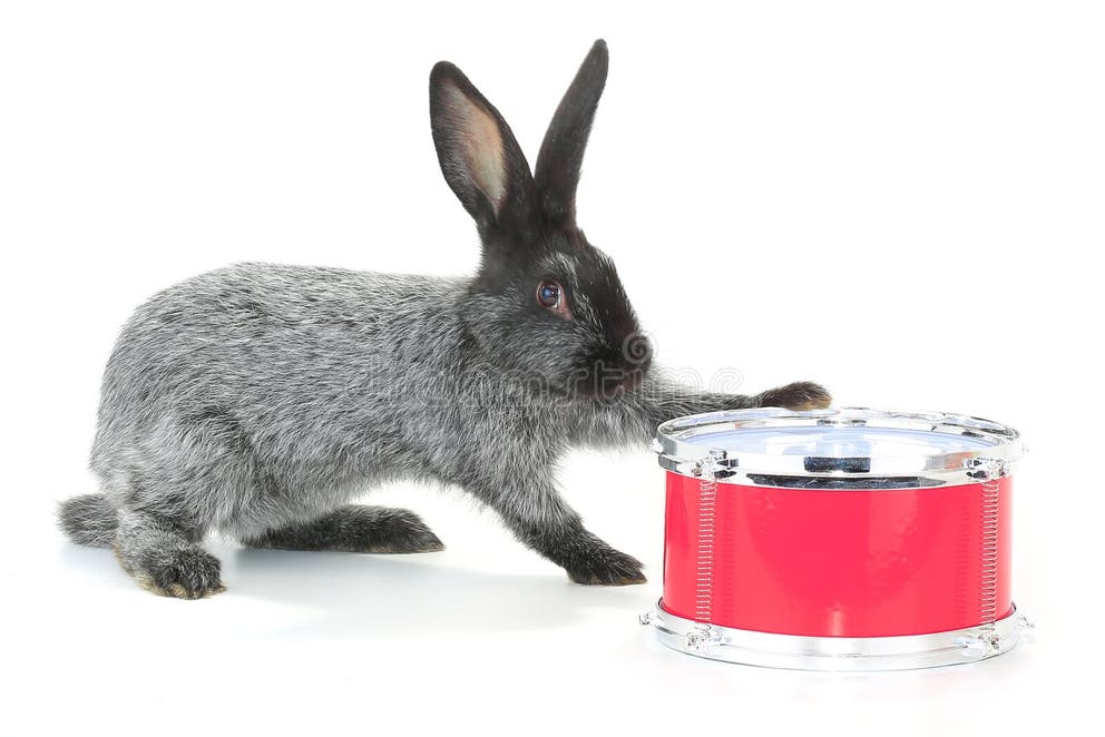 Rabbit sitting stock photo. Image of easter, drum, coward - 57216214