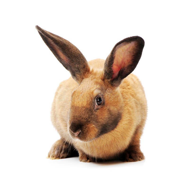 40,295 Rabbit Sitting Stock Photos - Free & Royalty-Free Stock Photos ...