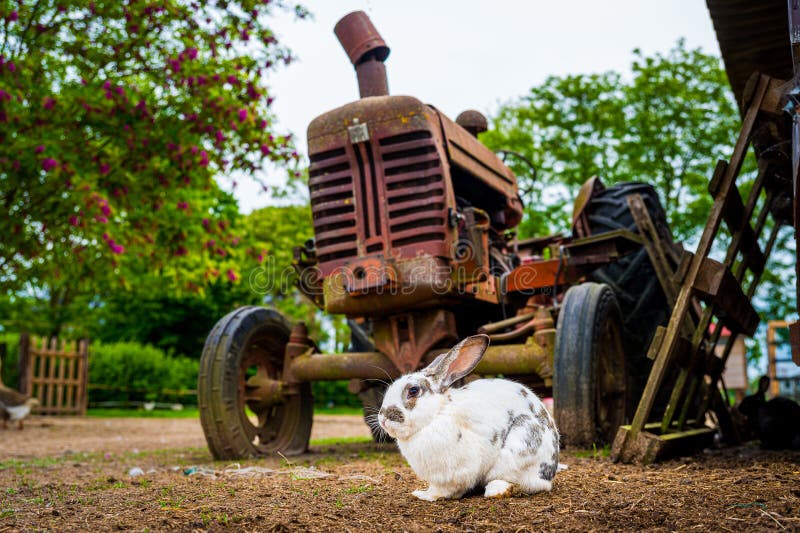 Rabbit is Sitting in Front of an Old Vintage Tractor on a Farm Stock ...