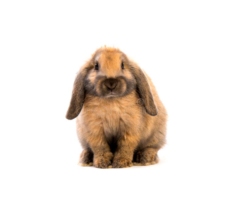 Rabbit tongue out stock image. Image of cutout, isolated - 13241745