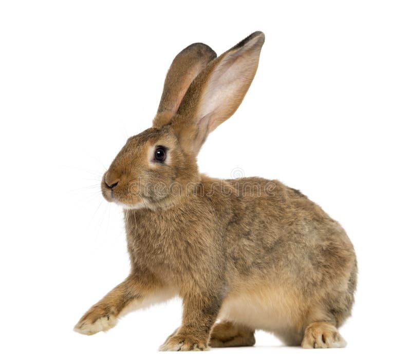 Rabbit sitting stock photo. Image of alone, mammal, background - 27269610