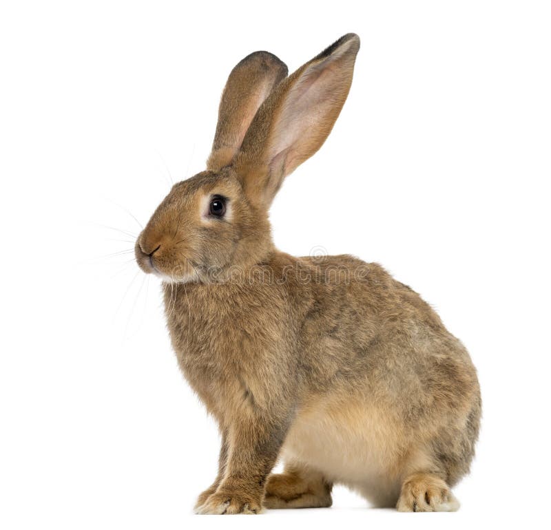 Rabbit sitting stock image. Image of away, studio, looking - 57025583