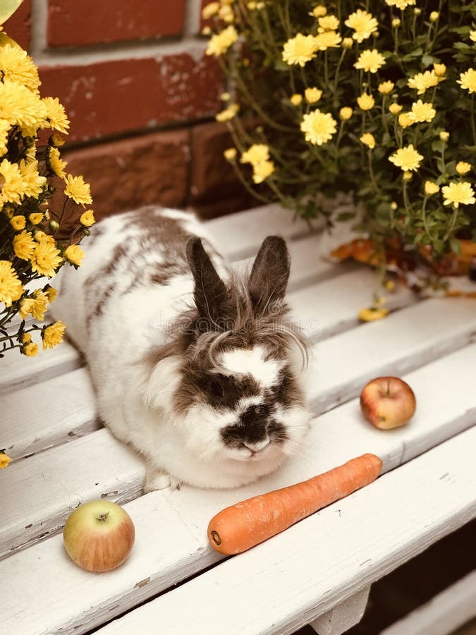 Rabbit Sitting on a Garden Bench with Carrots and Apples Stock Photo ...